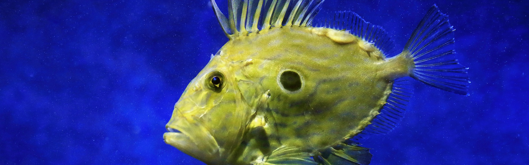 institut za more i priobalje sveučilište u dubrovniku home institute ...